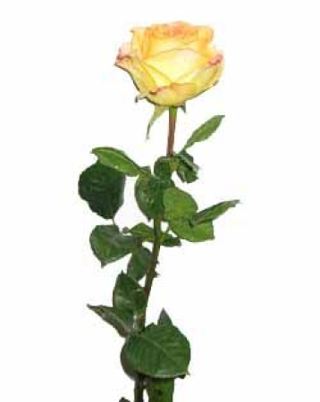 Grand single rose Grand Prix — Flower & Gift Delivery to Russia and ...